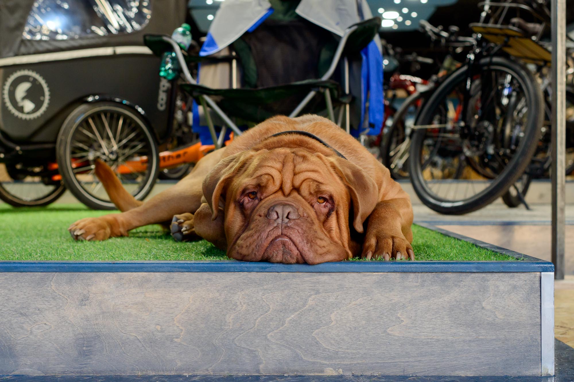 Edinburgh’s Electric Cycle Company has been supercharged - Littlehouse ...